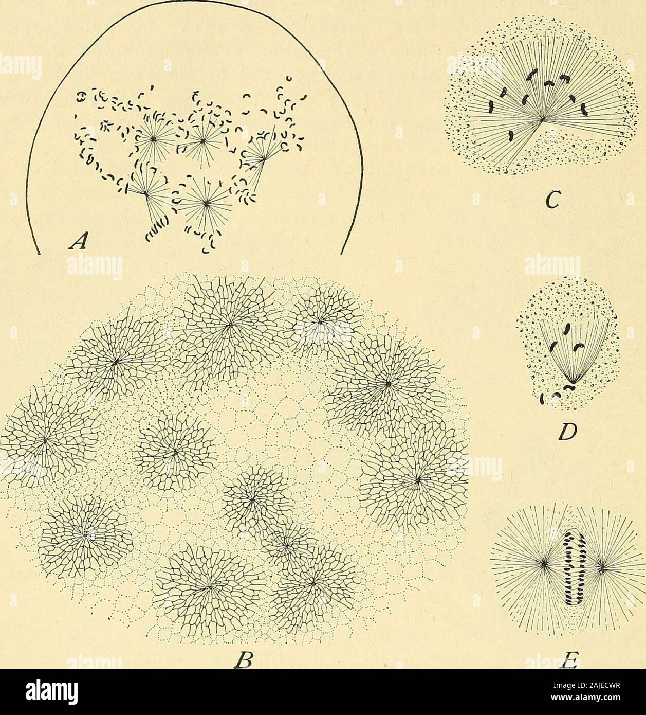 The cell in development and inheritance . g numerous small secondary ...
