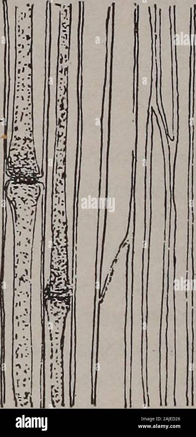 Sunflower stem cross section hi-res stock photography and images - Alamy