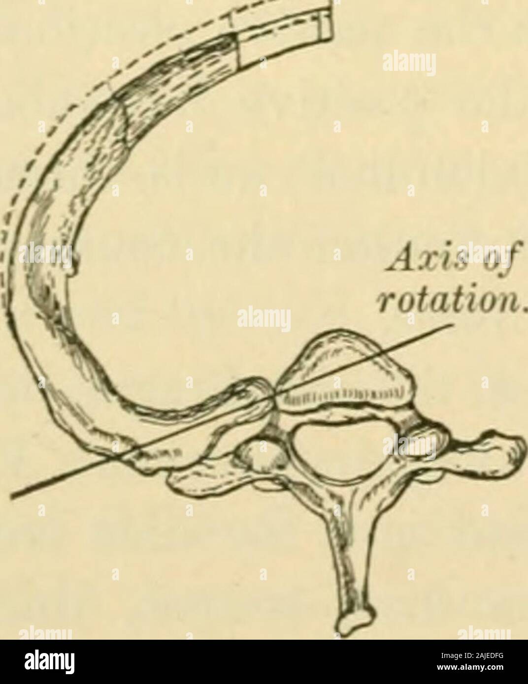An American text-book of physiology . the thorax in the antero ...