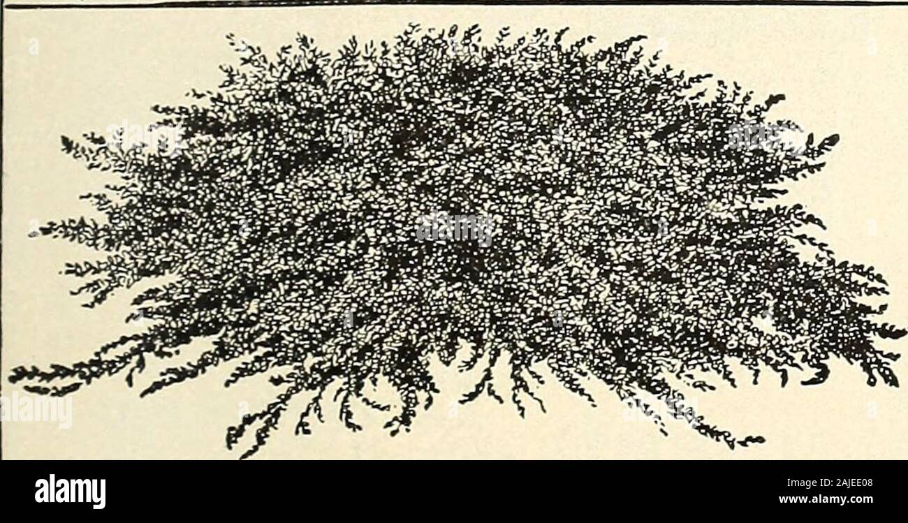 H.W Buckbee seed and plant guide : 1905 . nd one foot in the row and ...