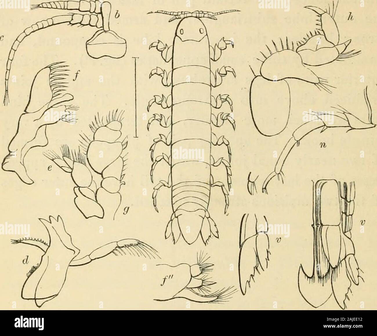 Maxillas hi-res stock photography and images - Alamy