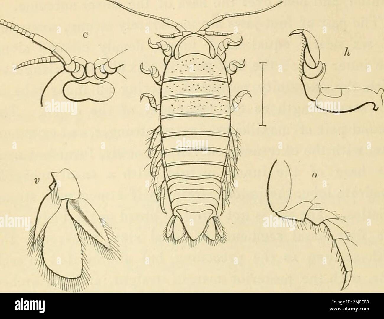 A history of the British sessile-eyed Crustacea . oderately strong ...