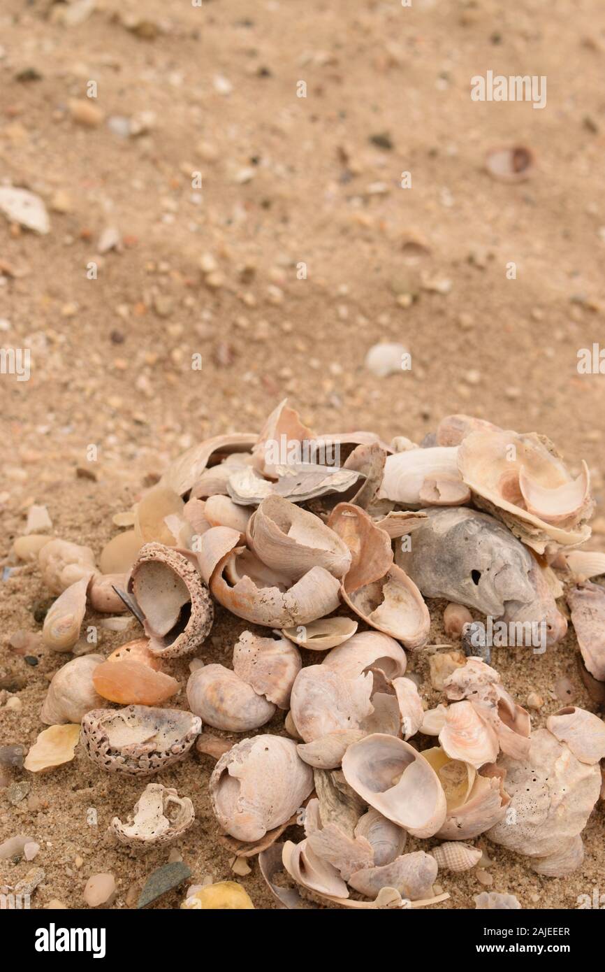 Broken clam shells hi-res stock photography and images - Alamy