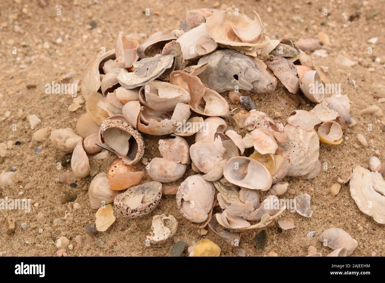 Shells on the beach Stock Photo - Alamy