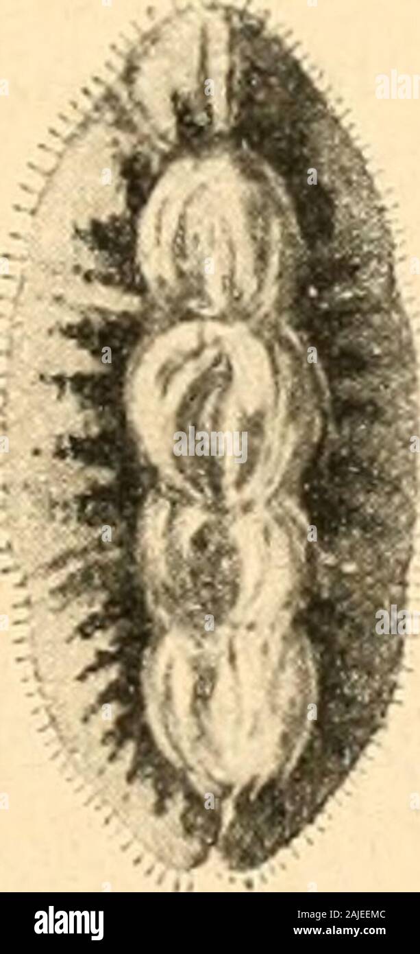 Redia hi-res stock photography and images - Alamy