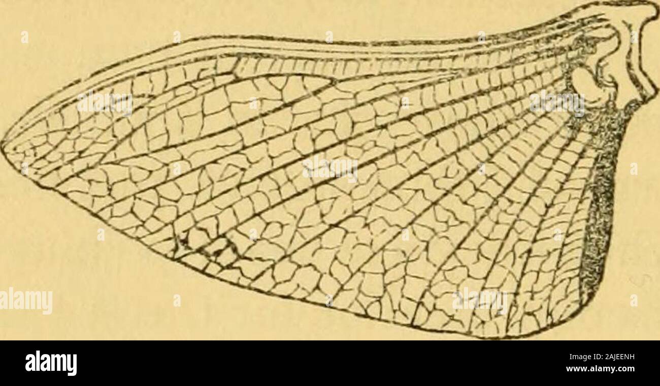 Analogous and homologous organs hi-res stock photography and images - Alamy