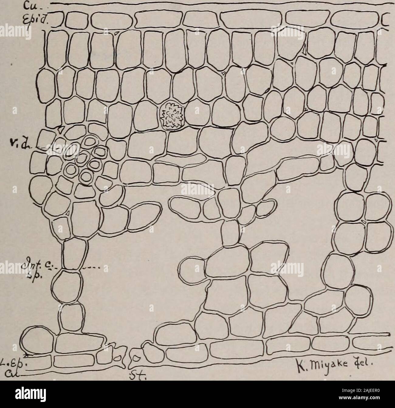 Absorption of water in plants hi-res stock photography and images - Alamy