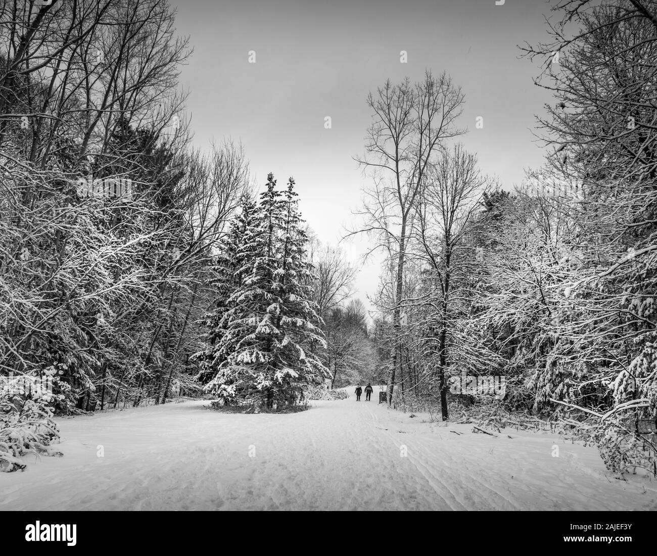 Blue tree winter landscape Black and White Stock Photos & Images - Alamy