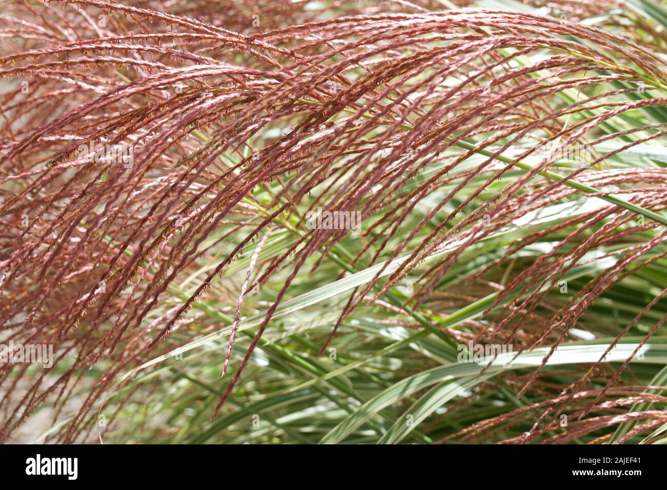 Striped grasses hi-res stock photography and images - Alamy