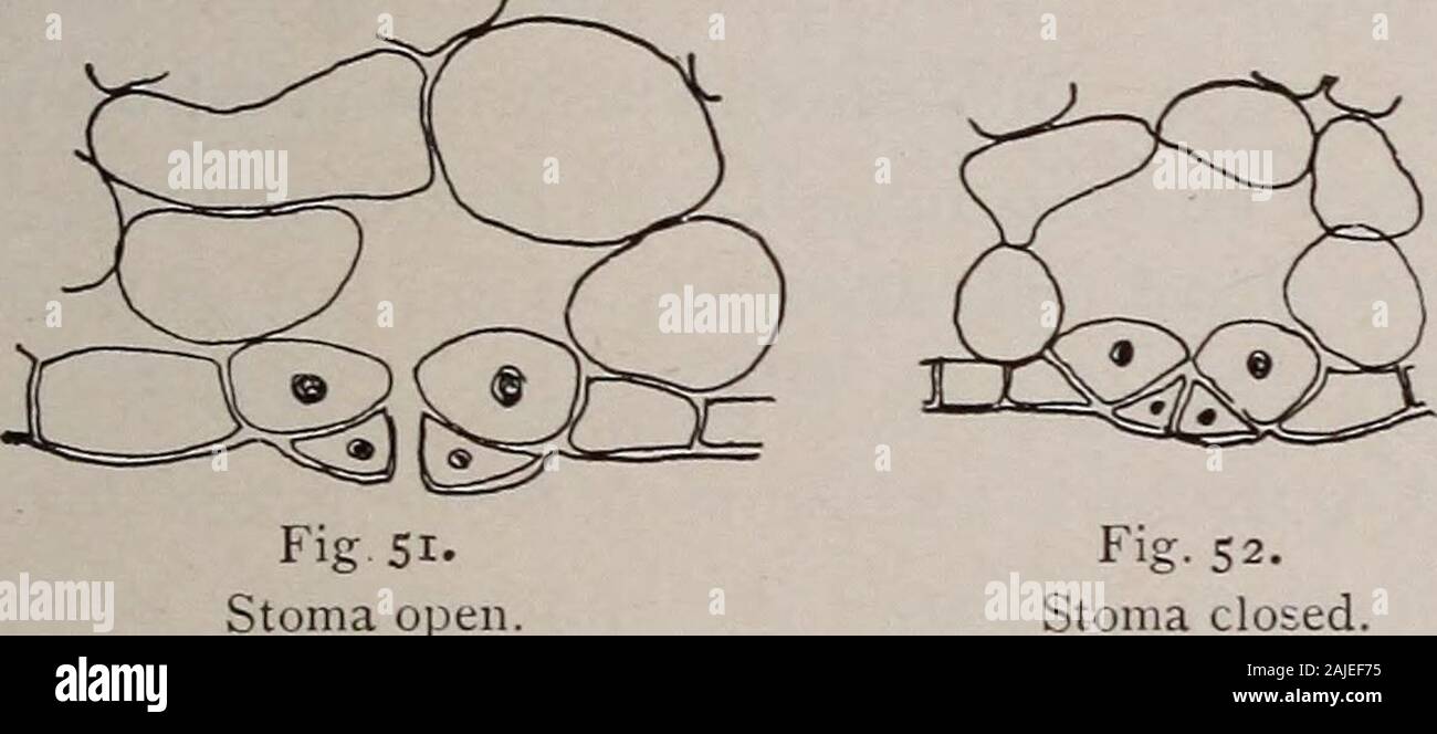 Palisade leaf cells hi-res stock photography and images - Alamy