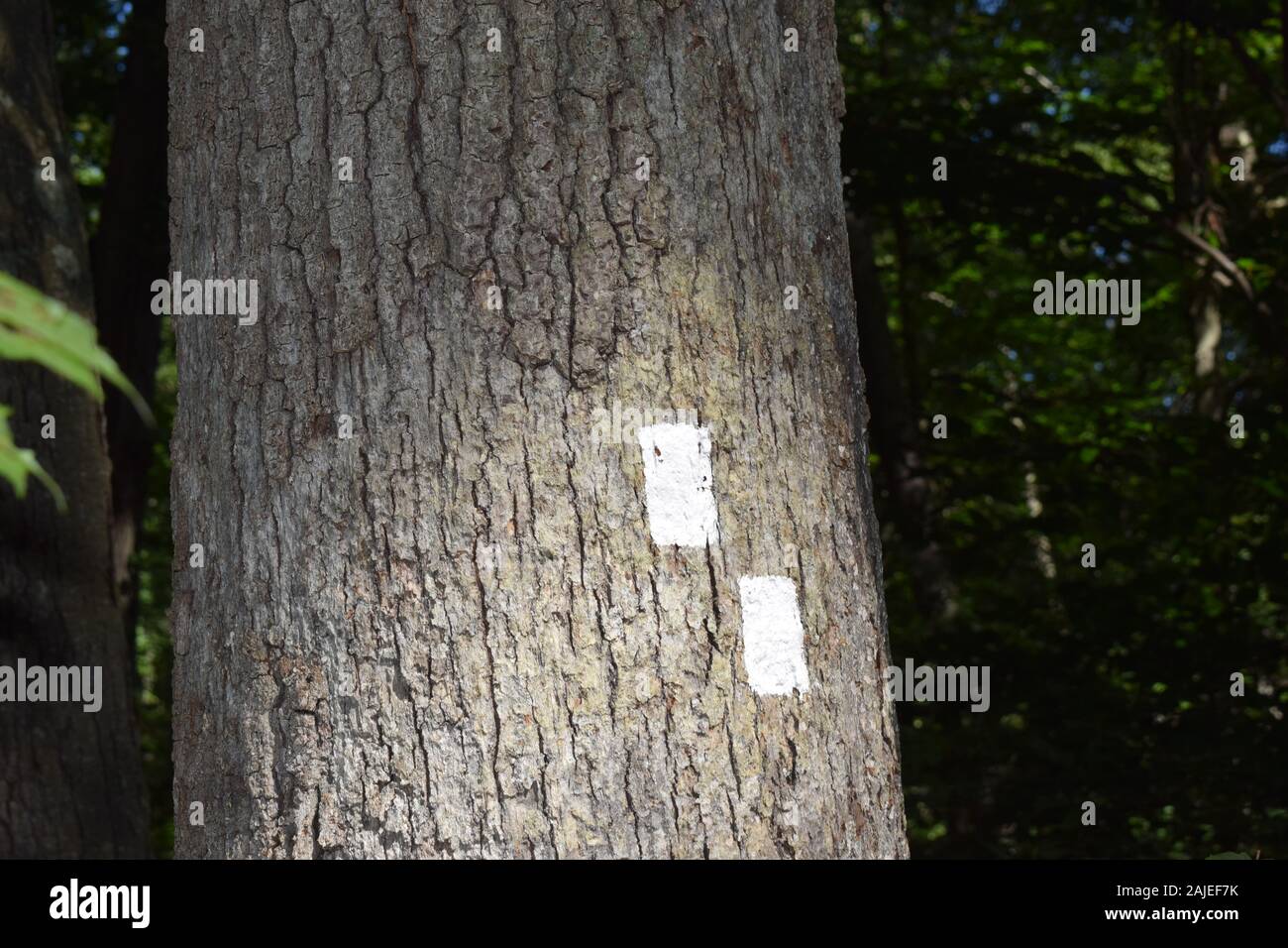 Two white squares or rectangles painted on a tree trunk in the forest ...