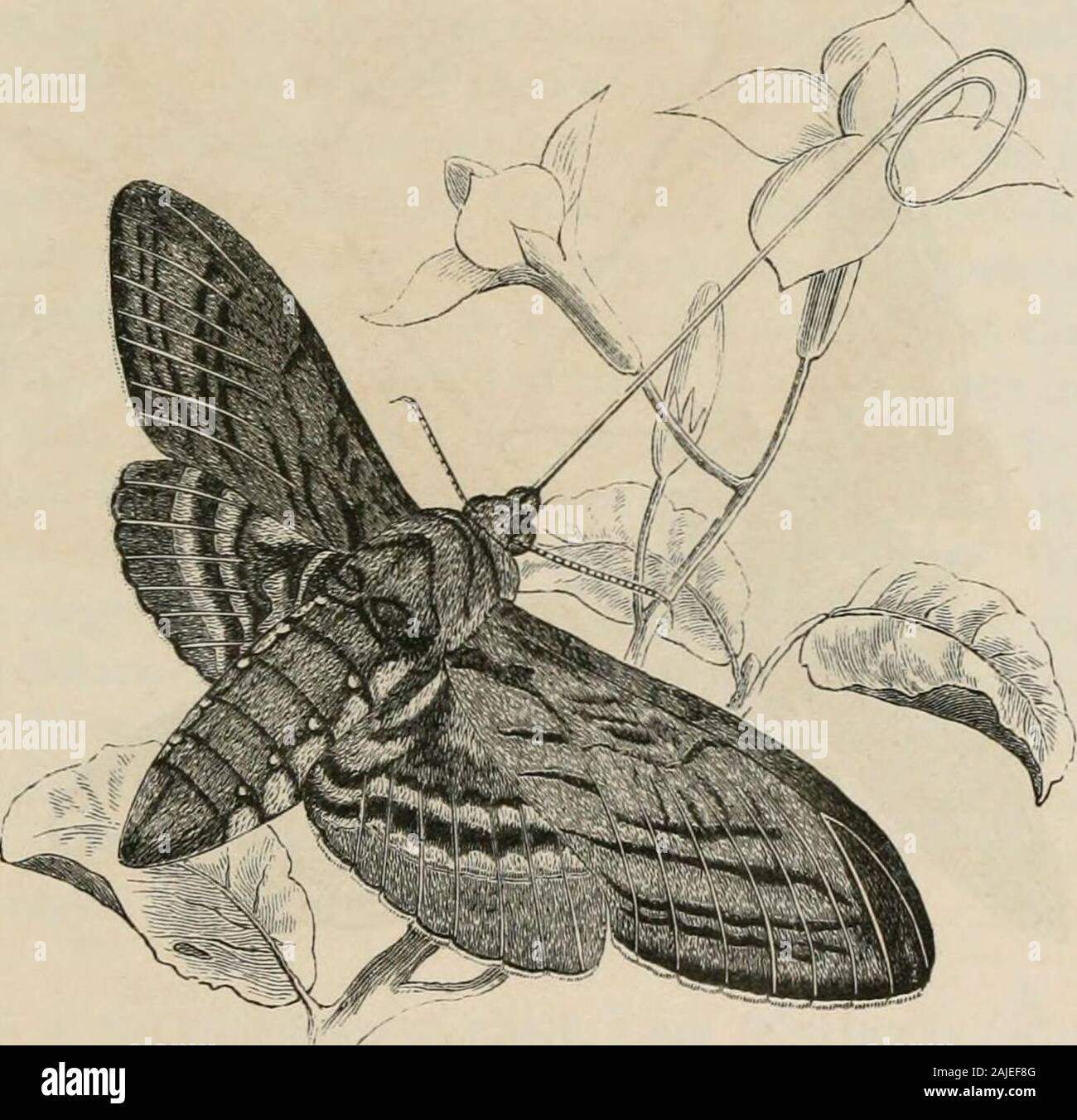 Insect label museum hi-res stock photography and images - Alamy