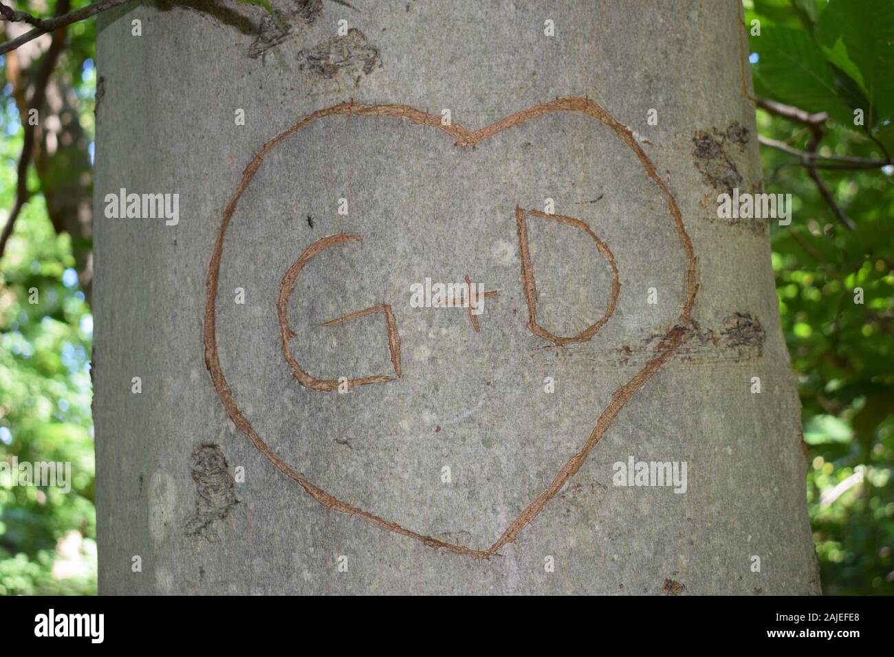 Heart and initials carved in a tree trunk hi-res stock photography and ...