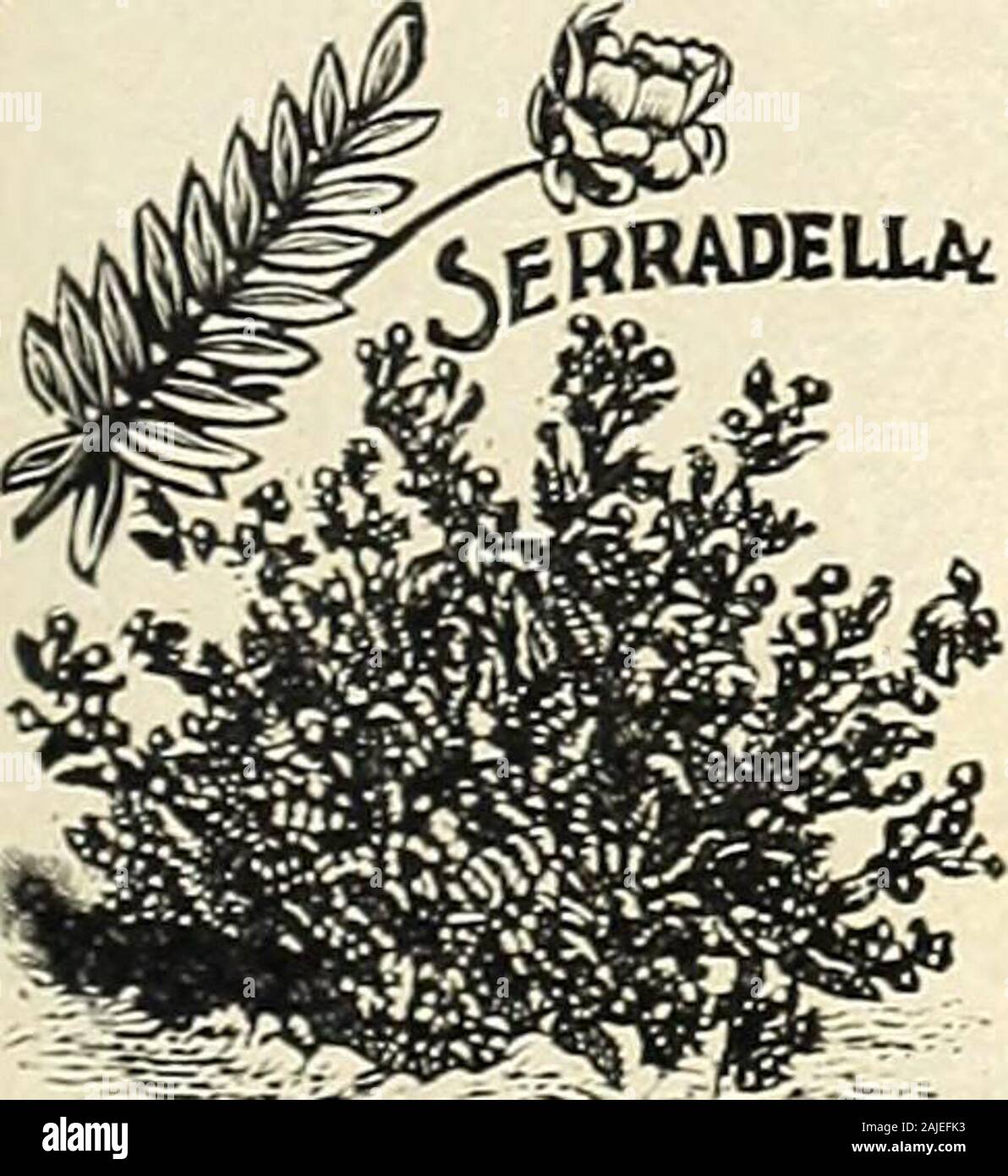 H.W Buckbee seed and plant guide : 1905 Stock Photo - Alamy