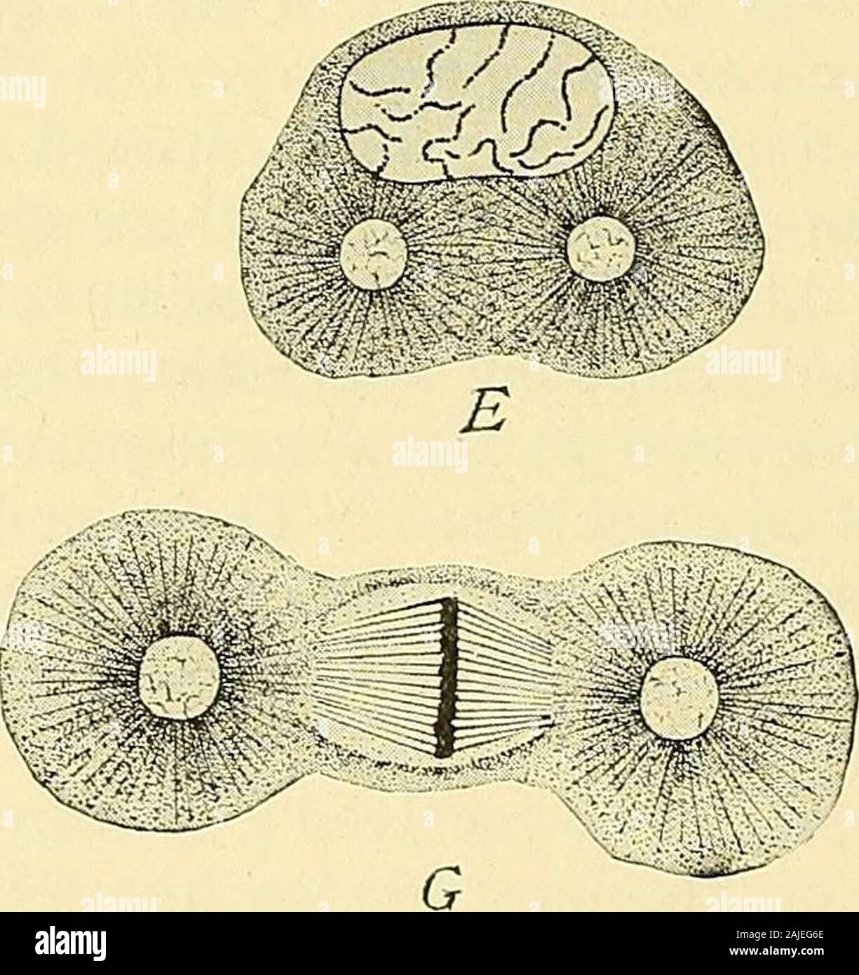 The cell in development and inheritance . Fig. 141. — First type of ...