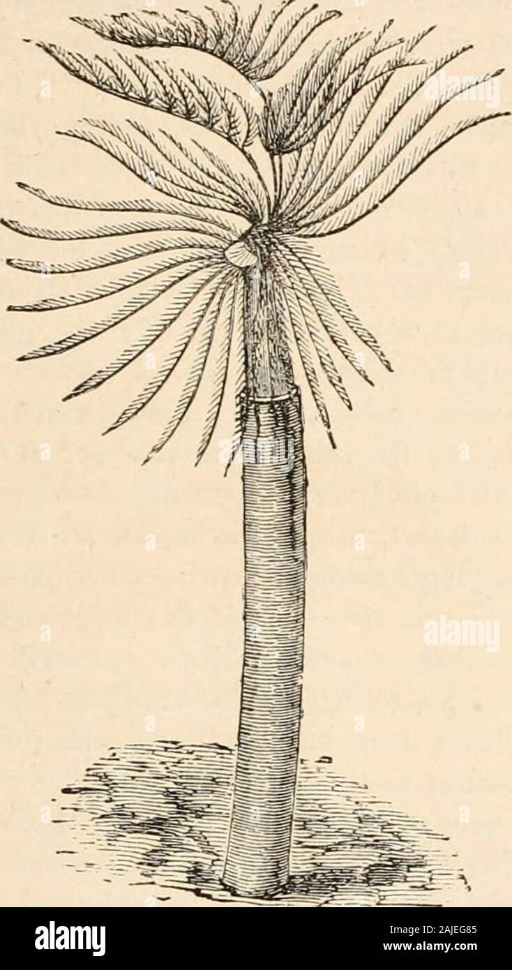 Fan shaped shells hi-res stock photography and images - Alamy