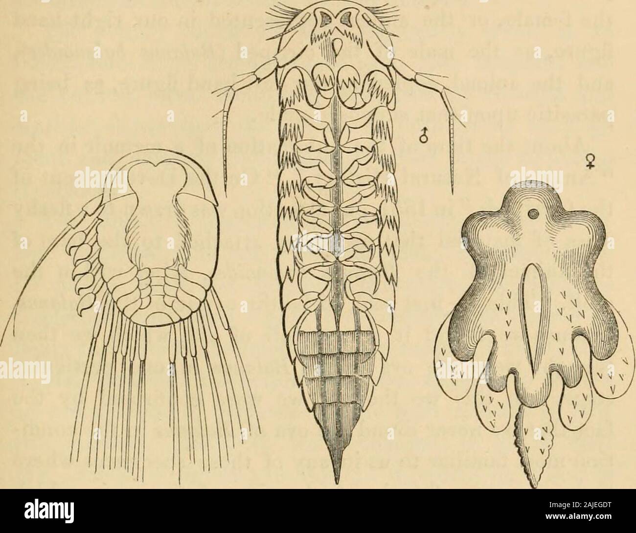 A history of the British sessile-eyed Crustacea . ified inthe form of ...