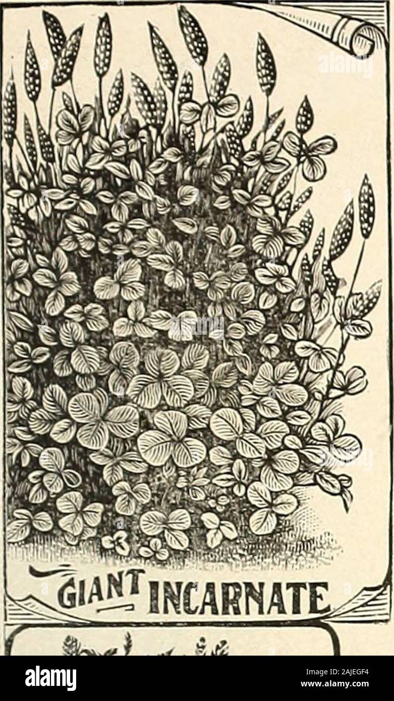 Poultryfood hi-res stock photography and images - Alamy