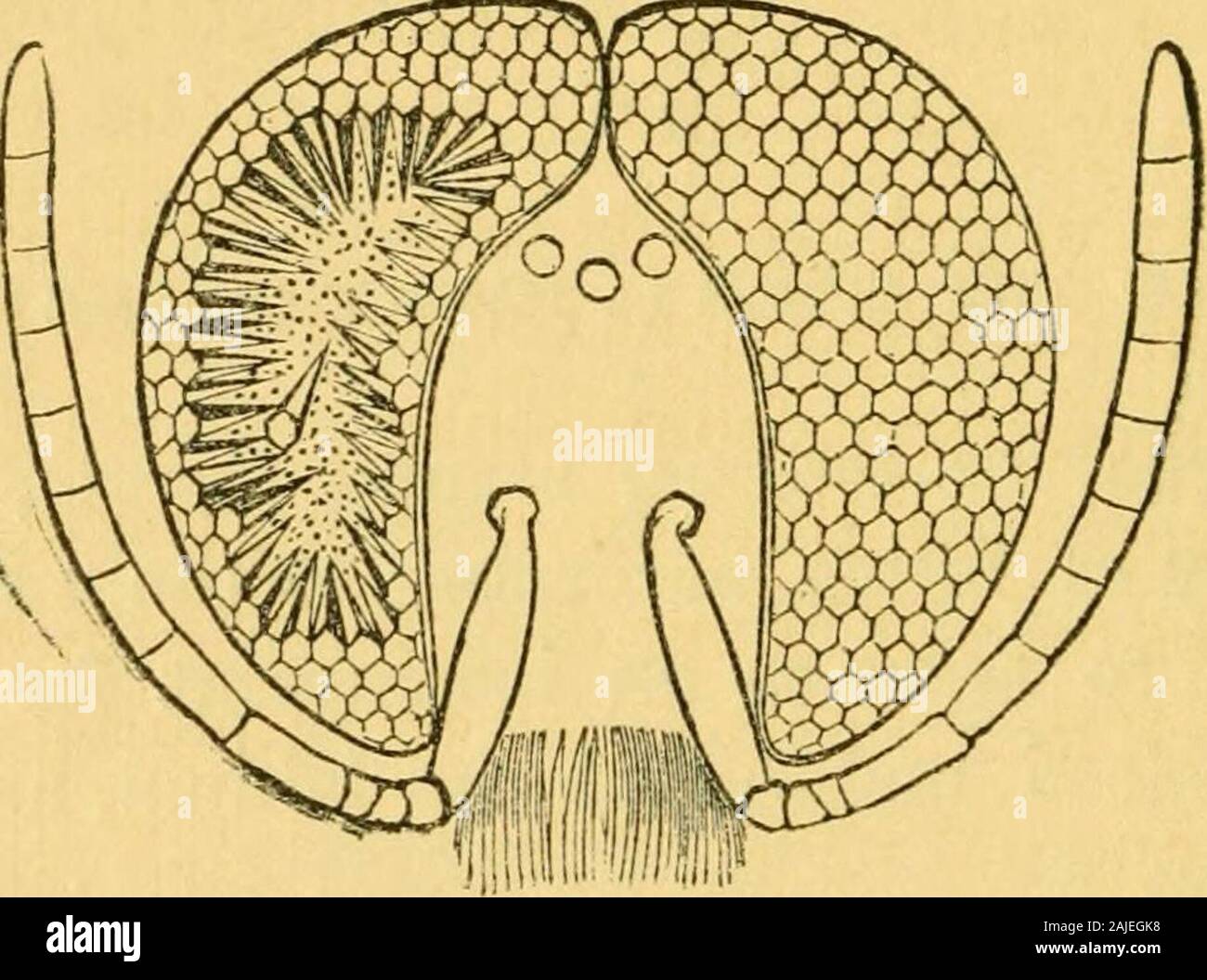 Back part of bee hi-res stock photography and images - Alamy