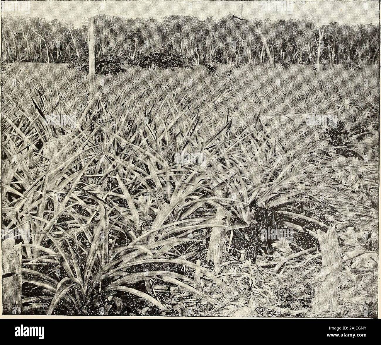 False pineapple plant hi-res stock photography and images - Alamy