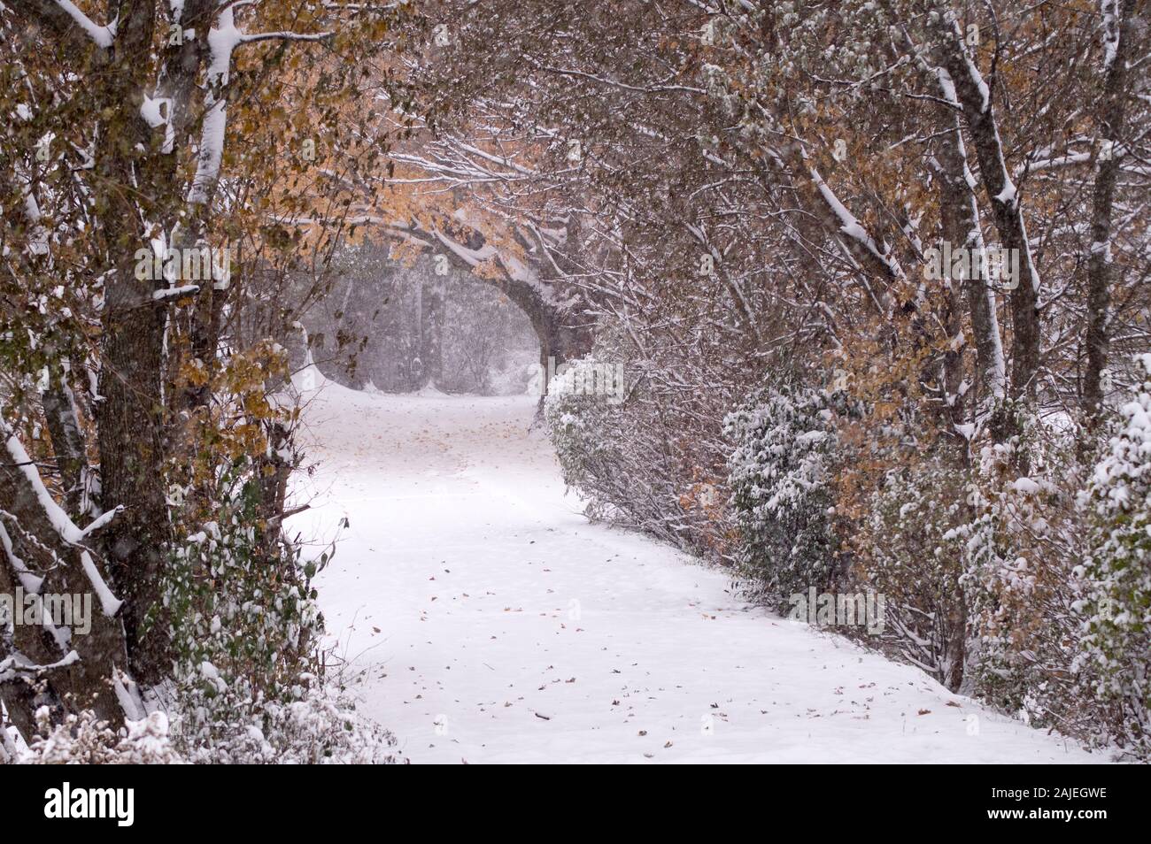 An early autumn snow coats the ground and trees with a dusting of white ...