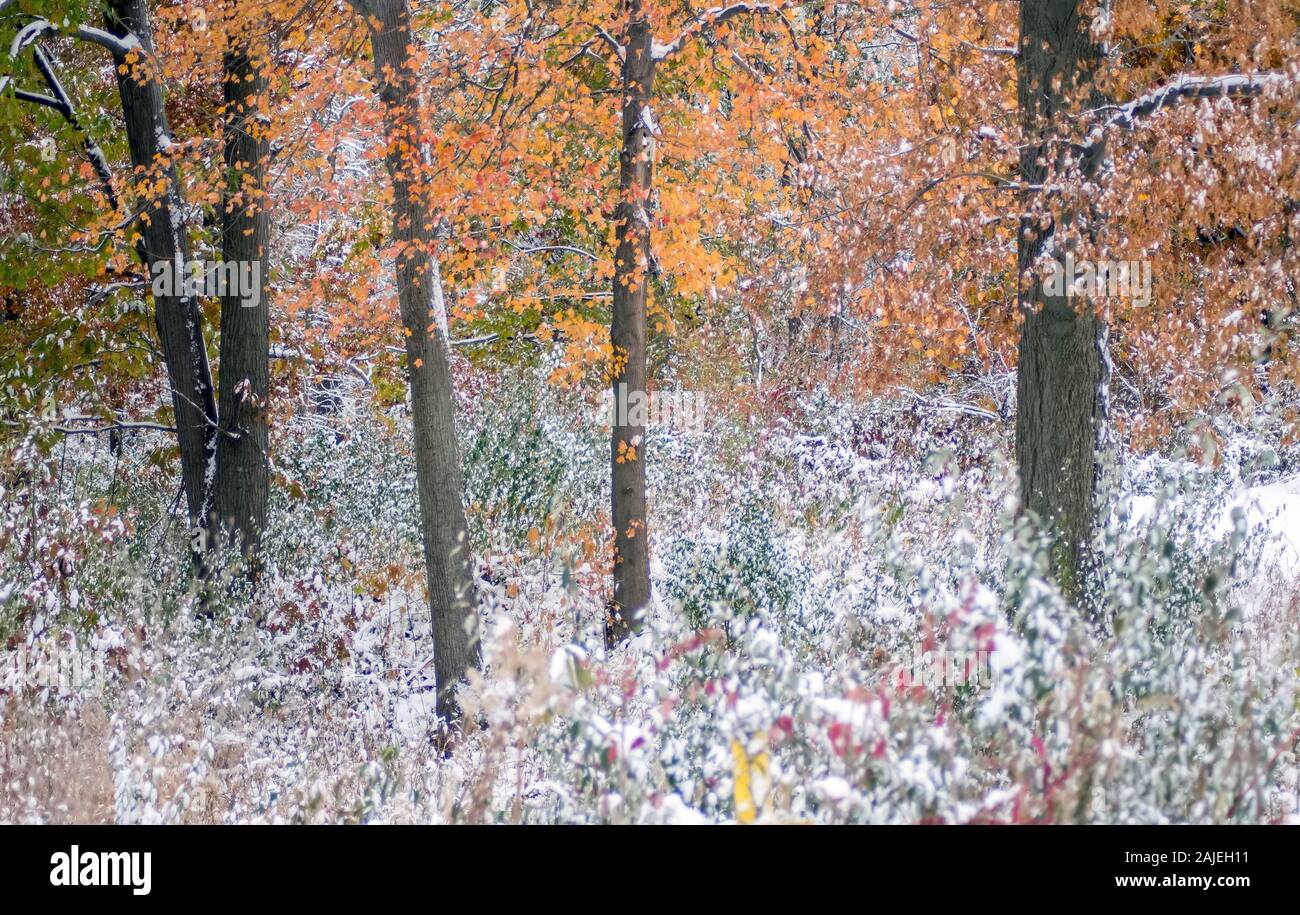 colorful leaves create a beautiful contrast with fresh fallen snow in ...