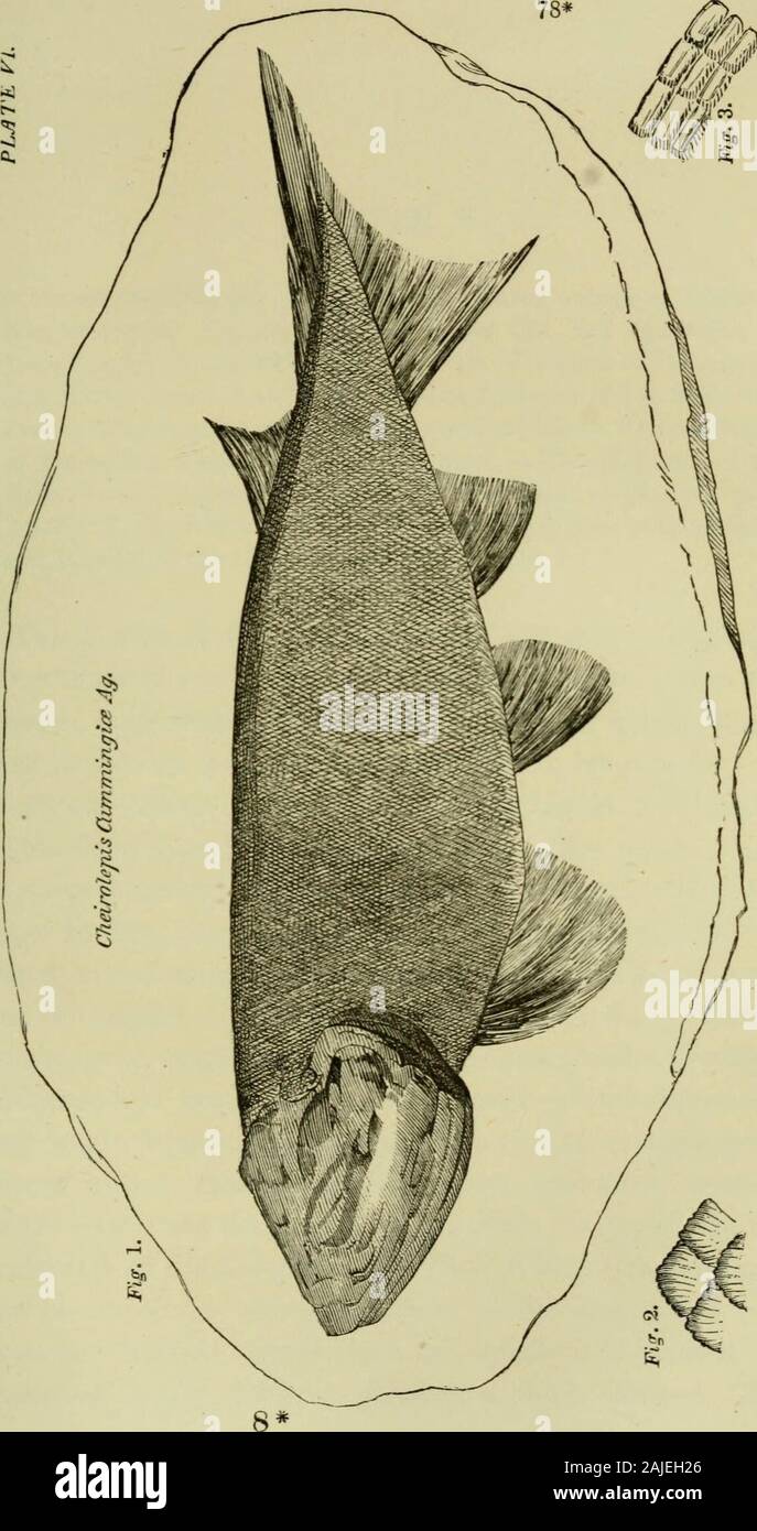 Irregular scaly plates hi-res stock photography and images - Alamy