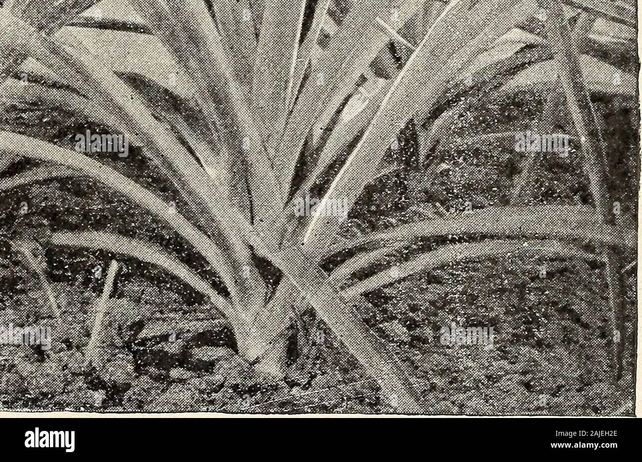 False pineapple plant hi-res stock photography and images - Alamy