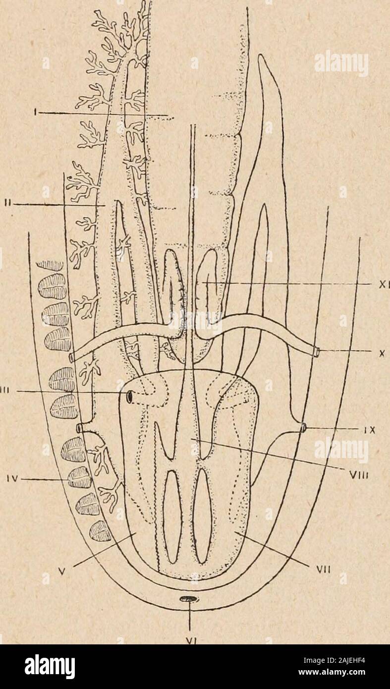 Des branchies hi-res stock photography and images - Alamy
