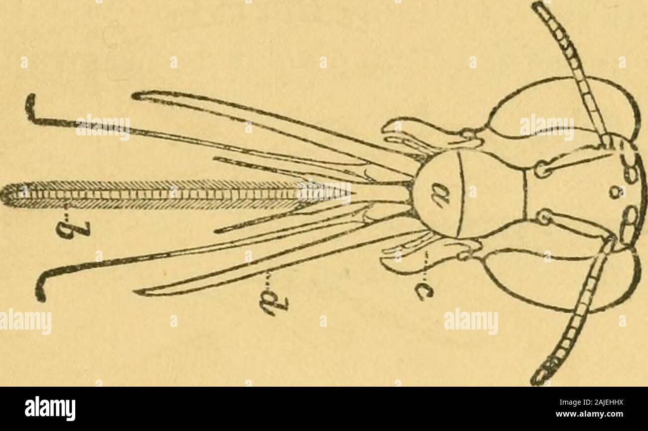 Structure and classification of insects . a, clypeus ; 5, labrum ; c ...