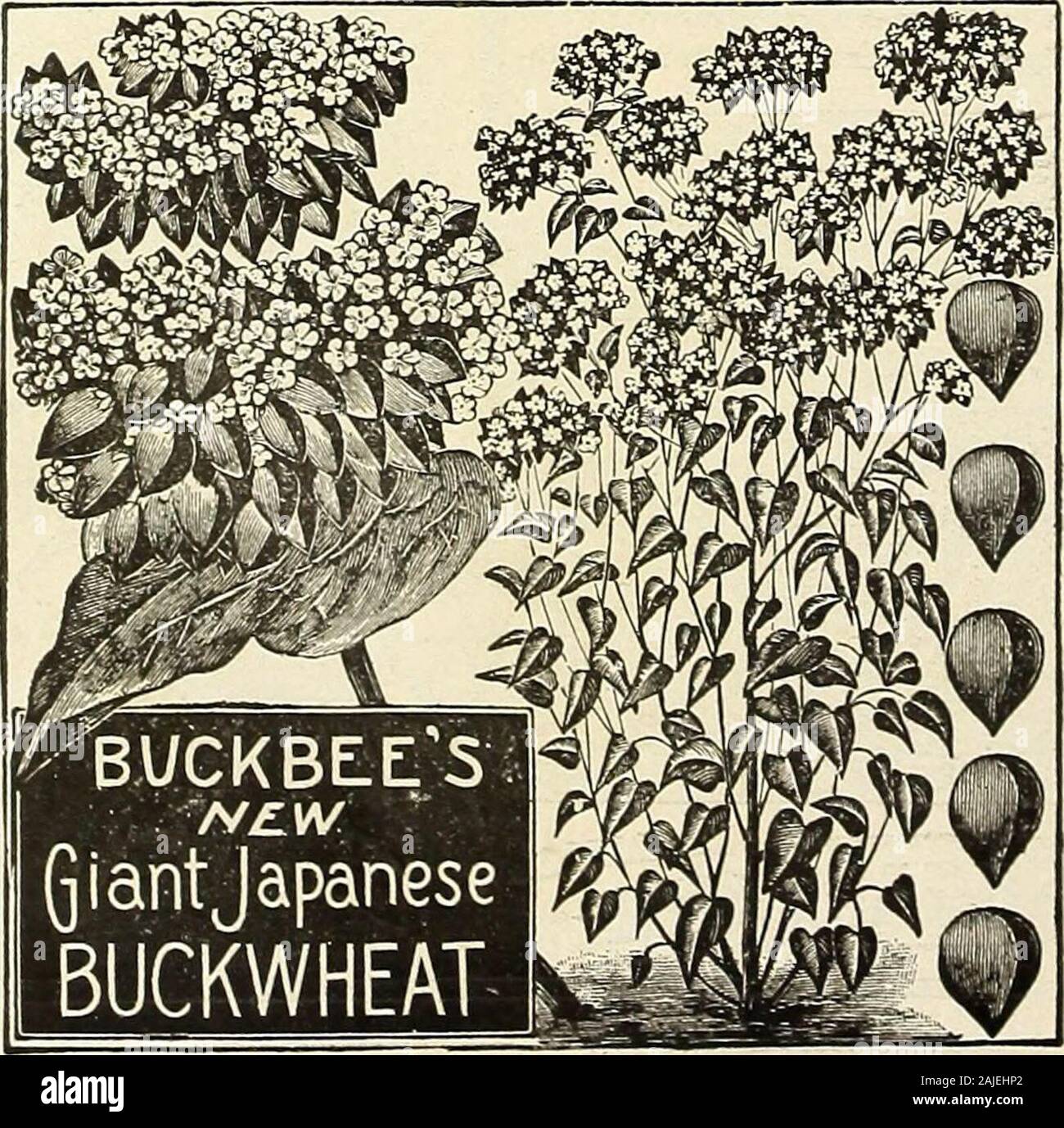 Russian giant sunflower hi-res stock photography and images - Alamy