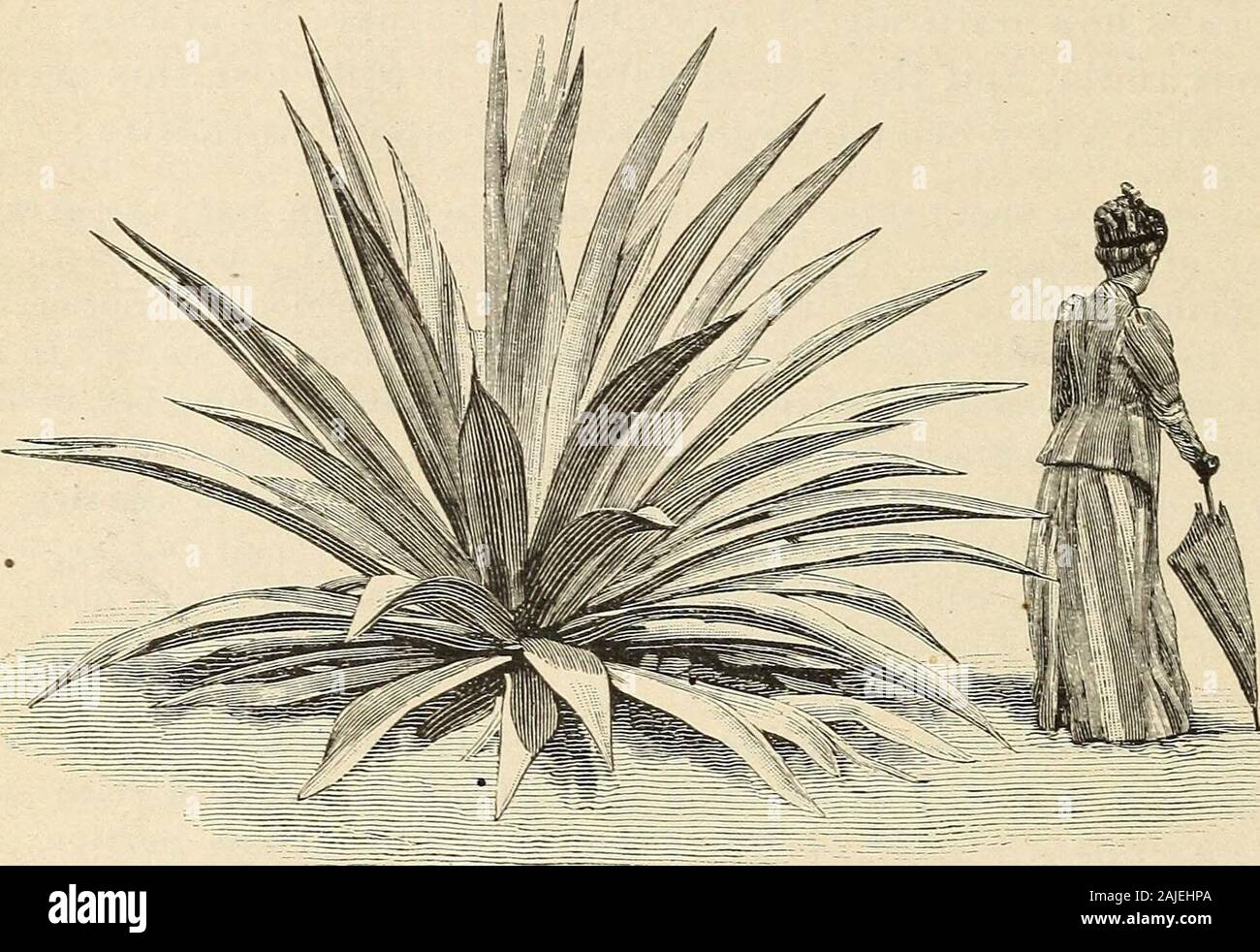 False pineapple plant hi-res stock photography and images - Alamy