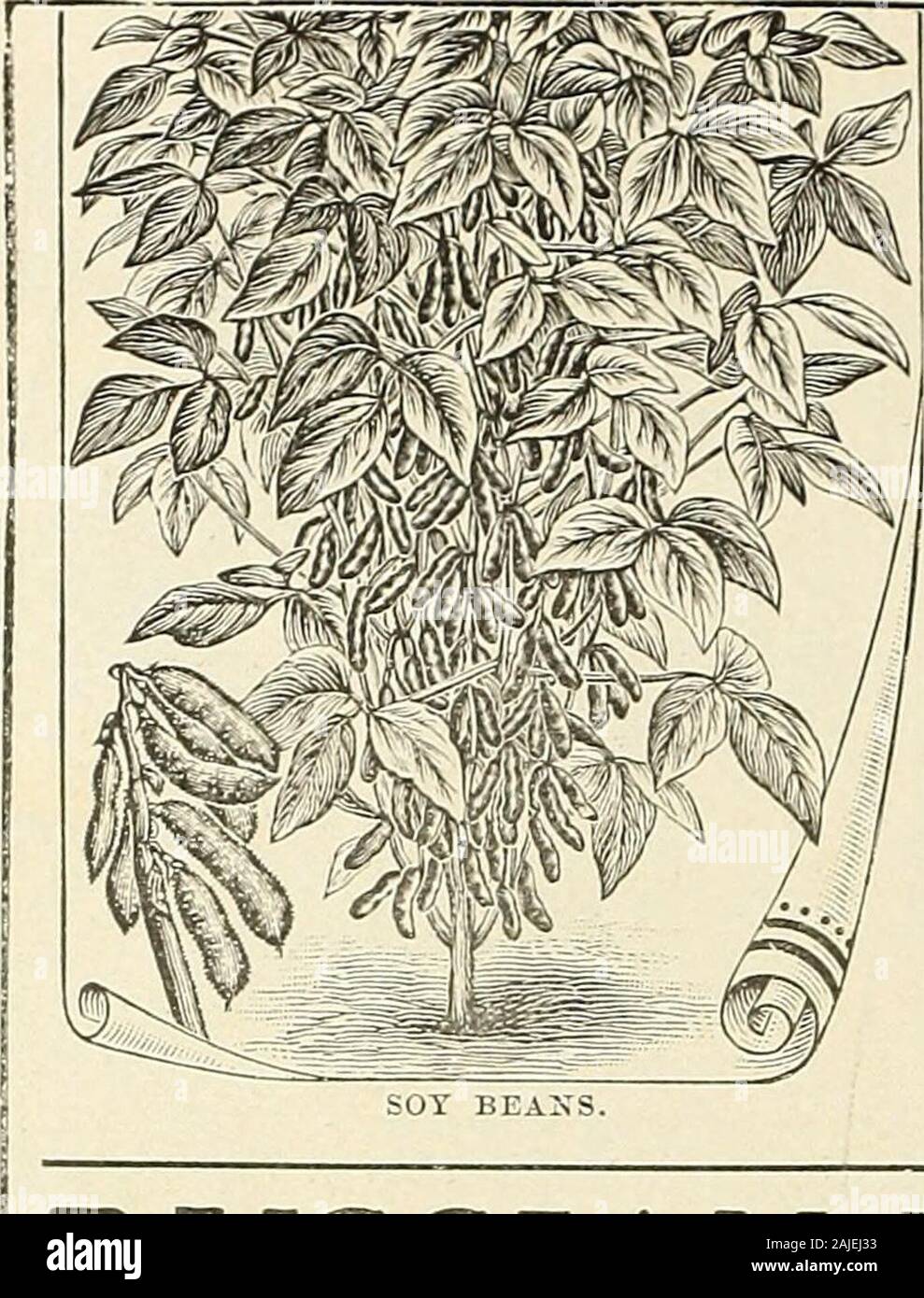 Foddercrop hi-res stock photography and images - Alamy