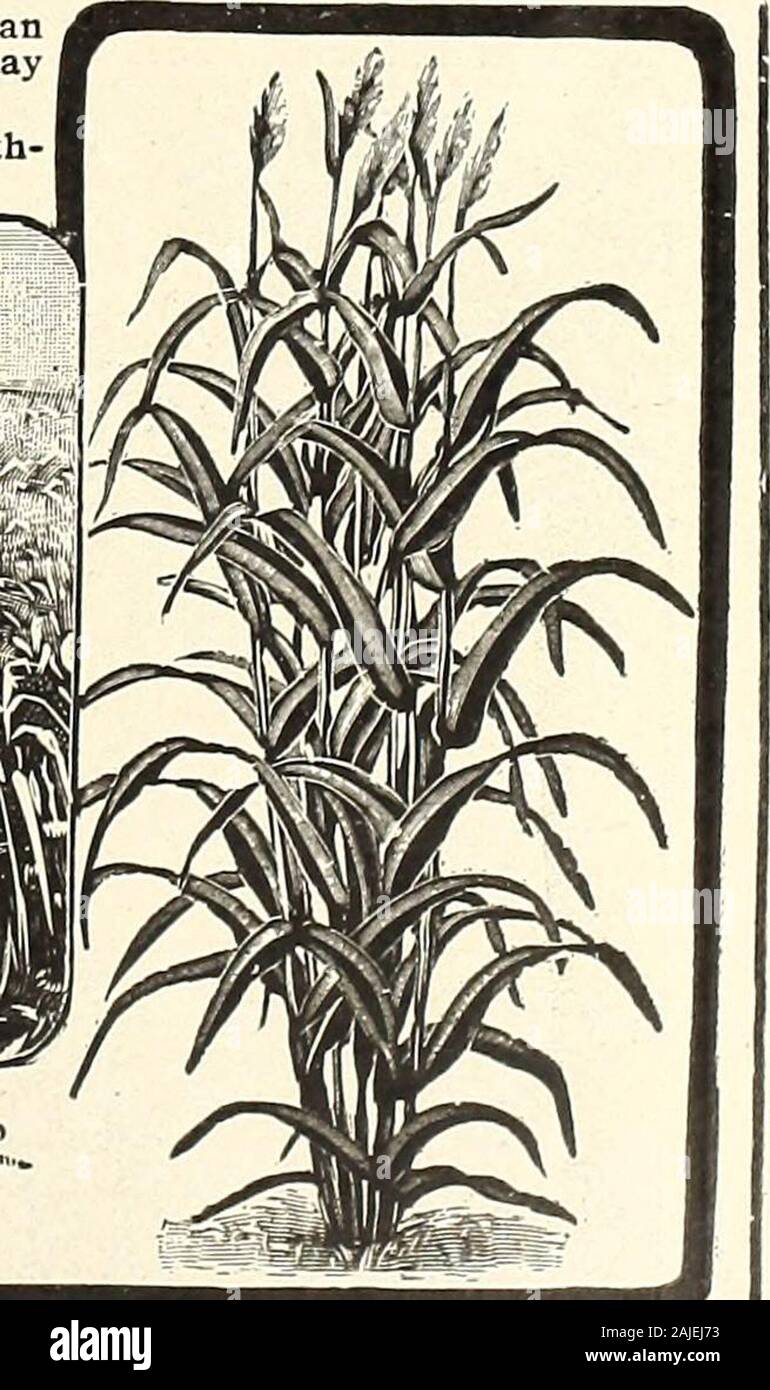 H.W Buckbee seed and plant guide : 1905 . Northern &mSmfm-. Buckbees ...