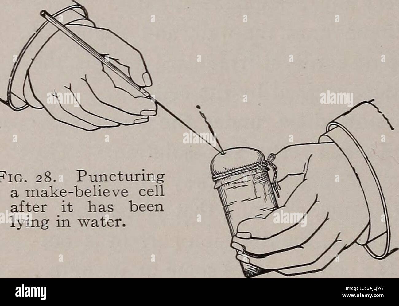 Elementary botany . Fig. 27.Root hair of cornFig. 26. before and after ...