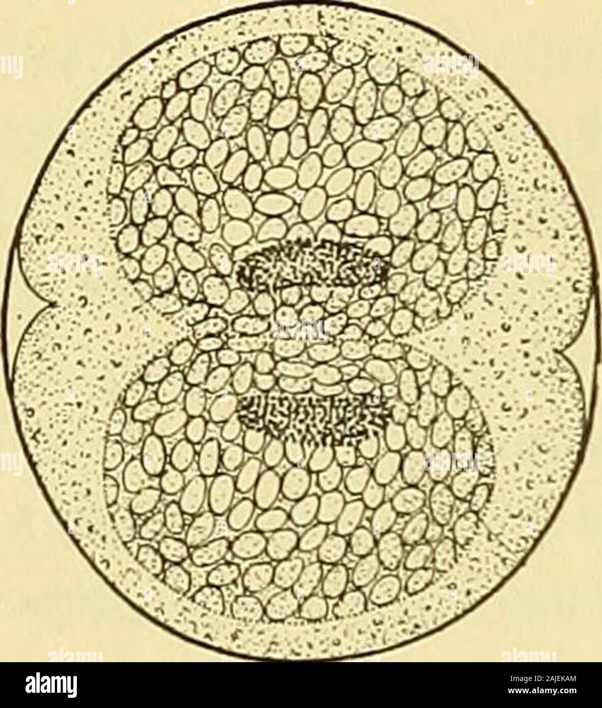 The cell in development and inheritance hi-res stock photography and ...
