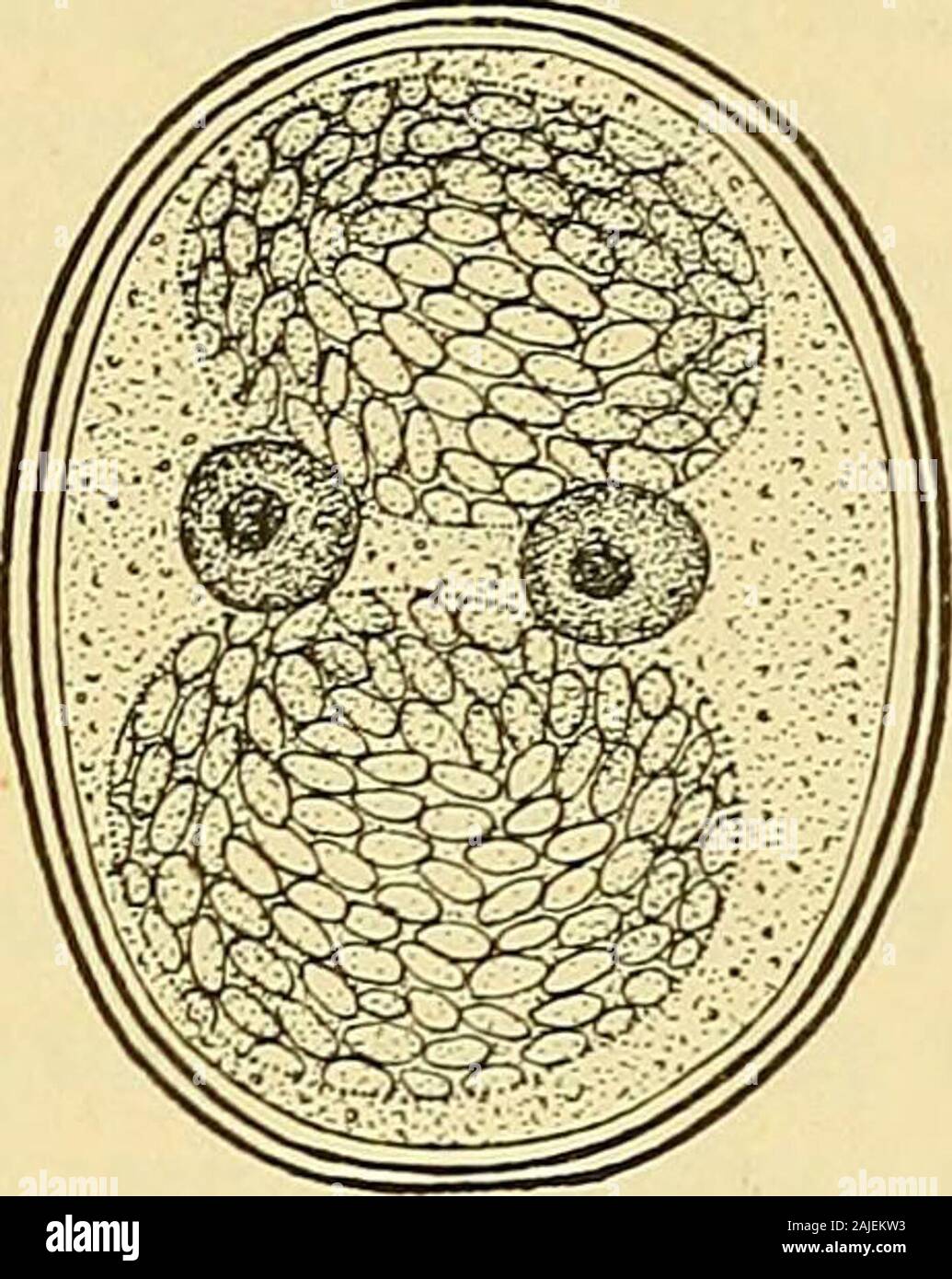 The cell in development and inheritance Stock Photo - Alamy