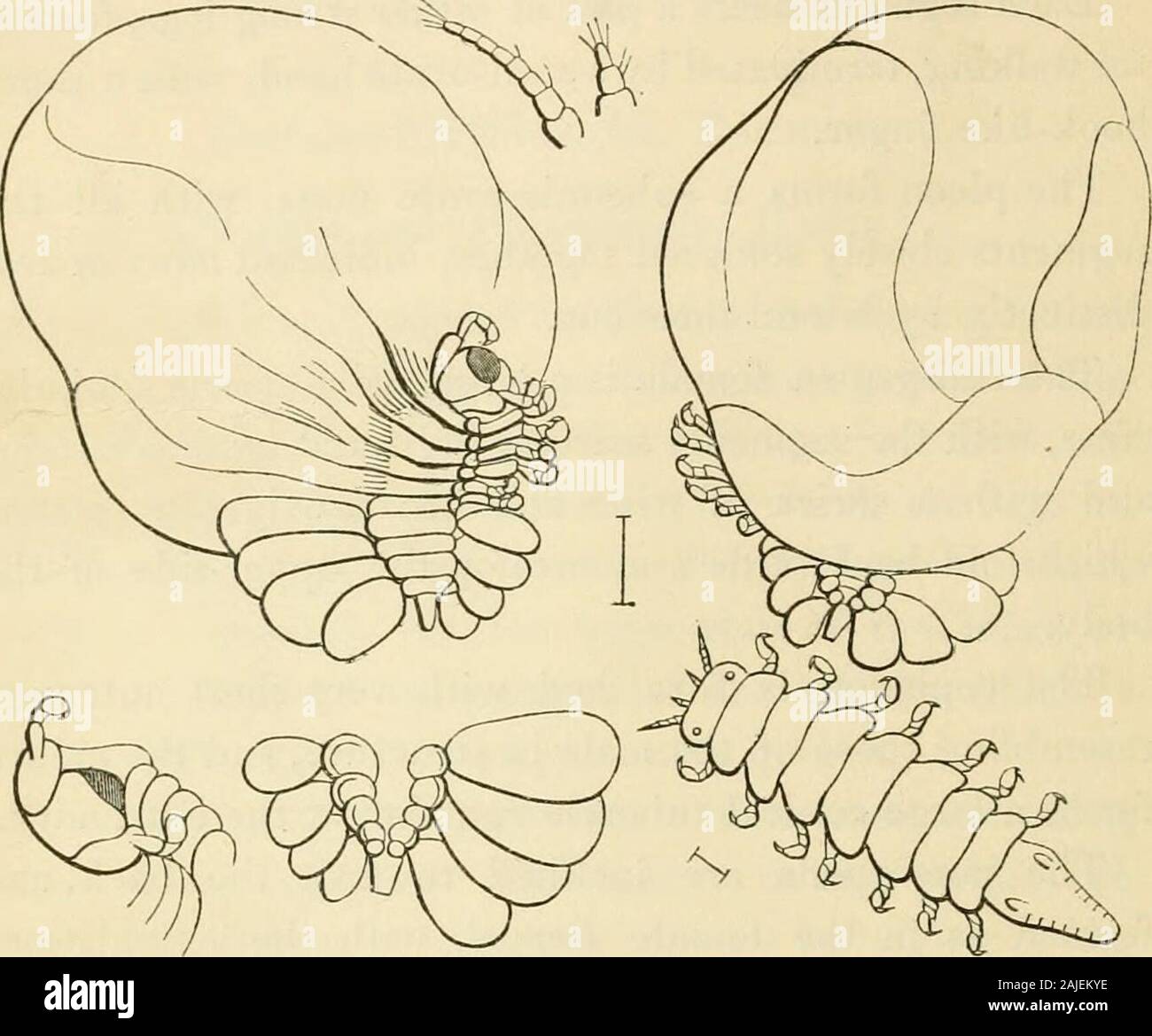 A history of the British sessile-eyed Crustacea . rge conical tubercle ...