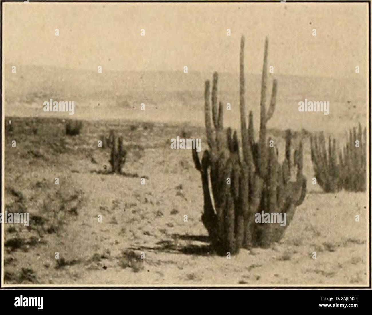Cardon cactus trichocereus terscheckii hi-res stock photography and ...