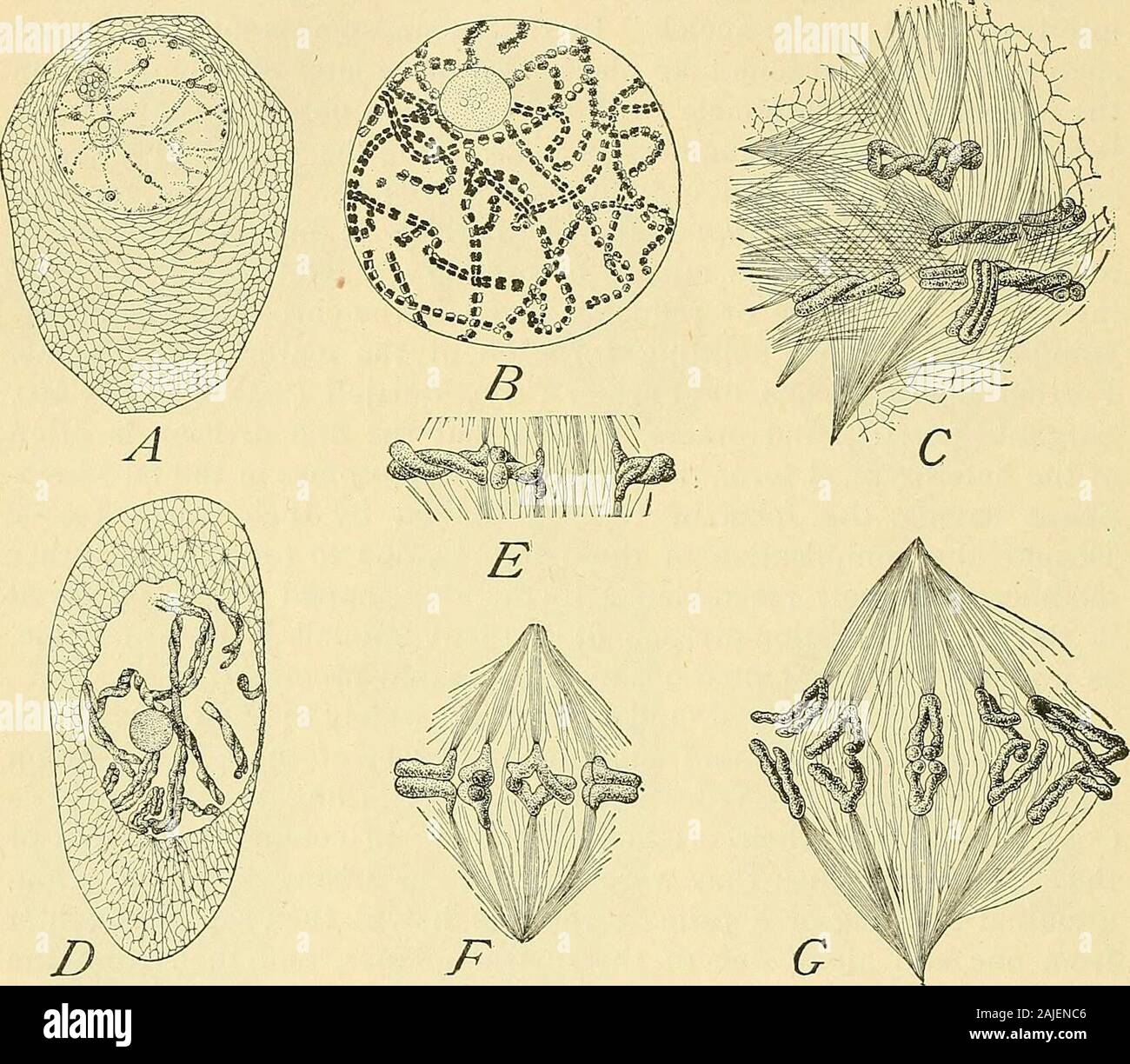 The polar cell hi-res stock photography and images - Alamy