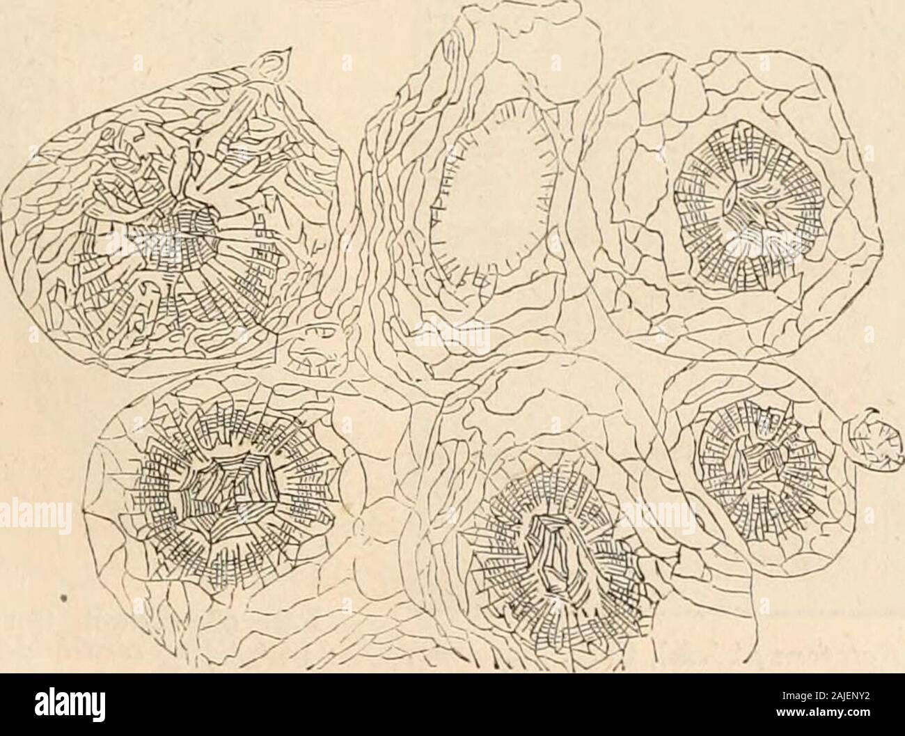Lithostrotion coral hi-res stock photography and images - Alamy