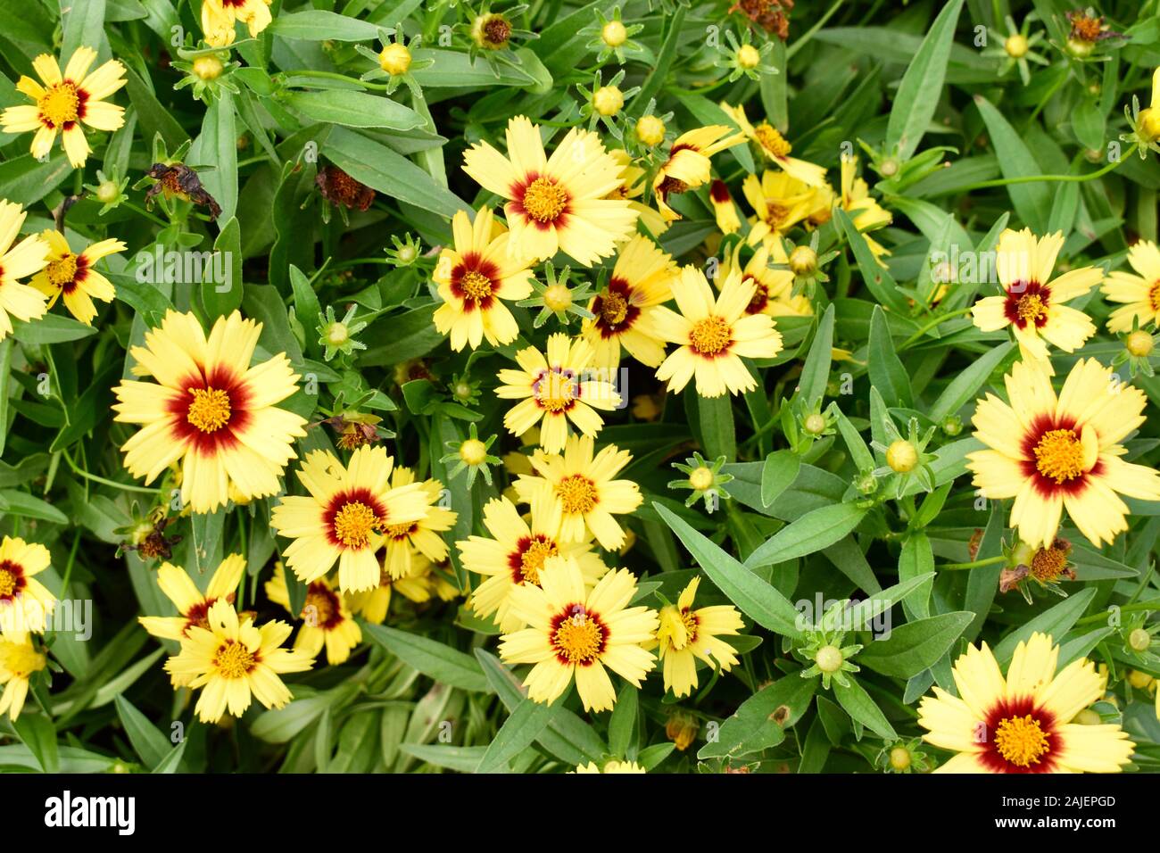 Woodland Plantings High Resolution Stock Photography and Images - Alamy