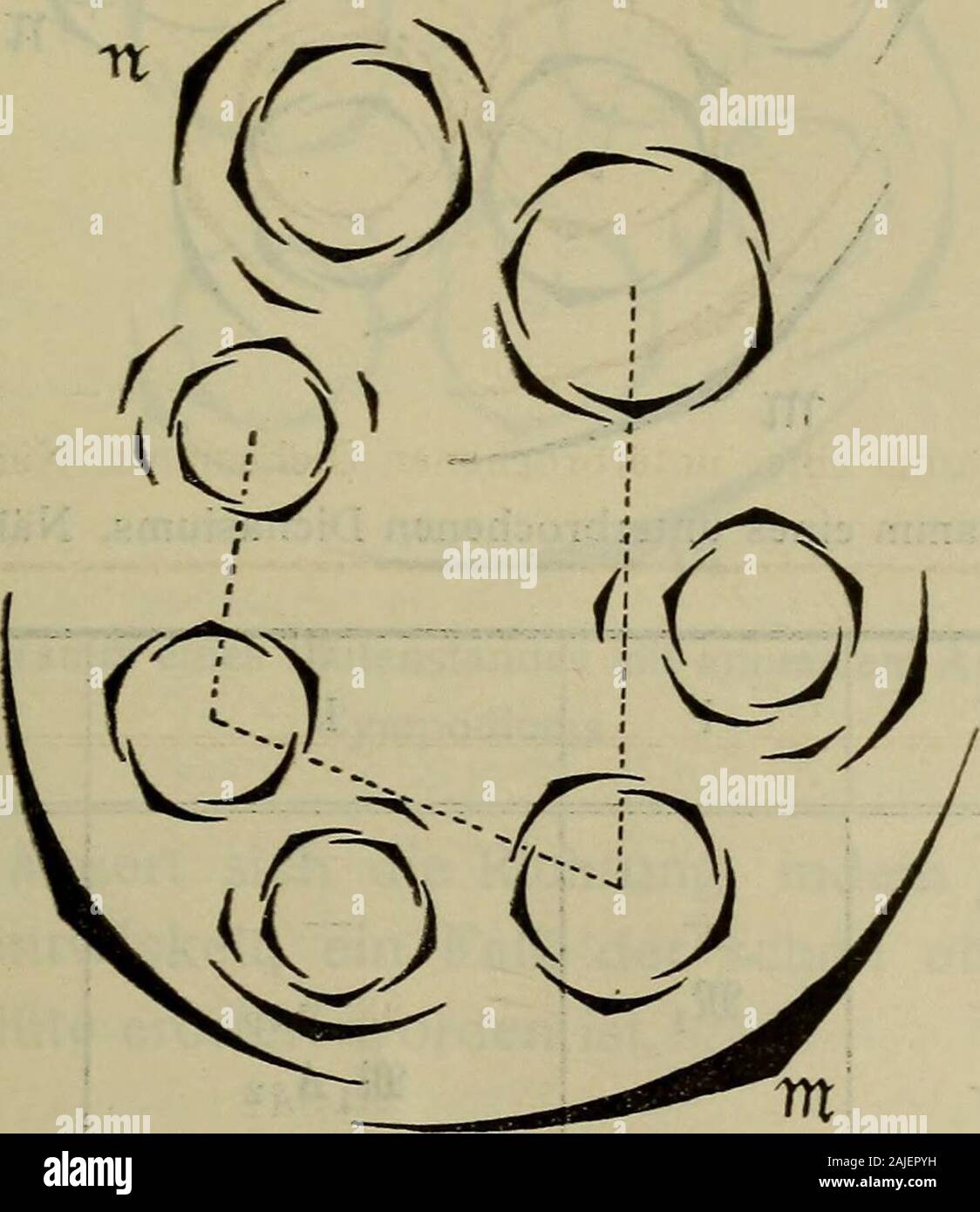 Infloreszenz High Resolution Stock Photography and Images - Alamy