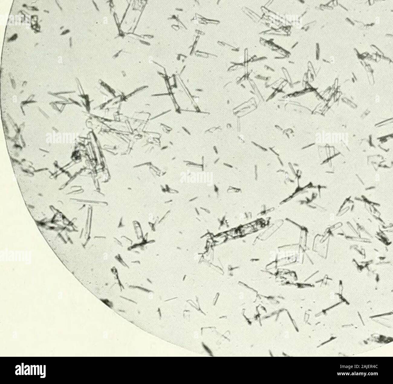 Chemistry of pulp and paper making . .:r^i^% N. -.f. X- Plate 29 Crown ...