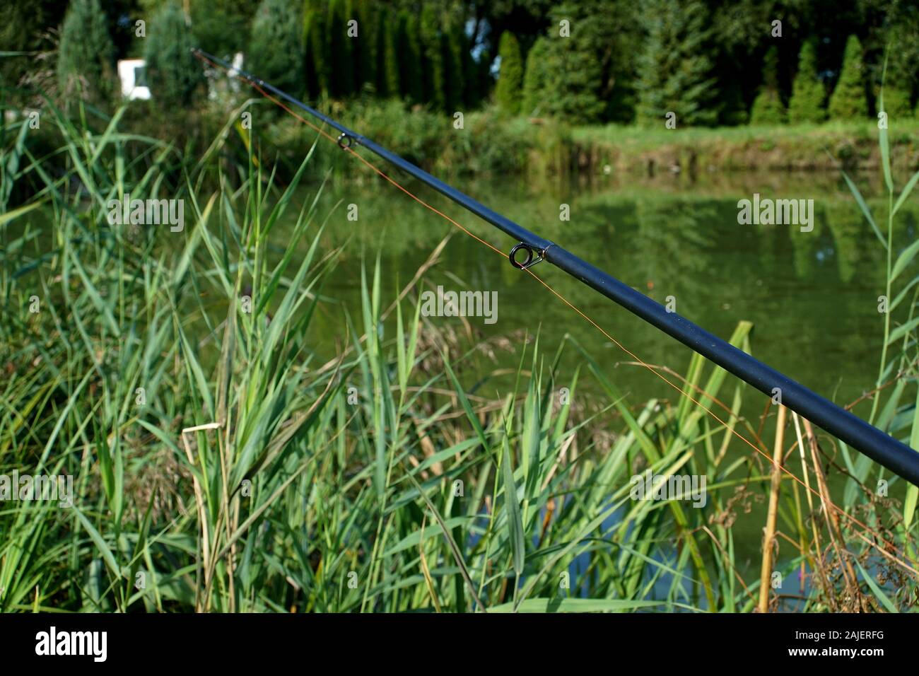 fishing on the pond in summer - rods and water Stock Photo - Alamy