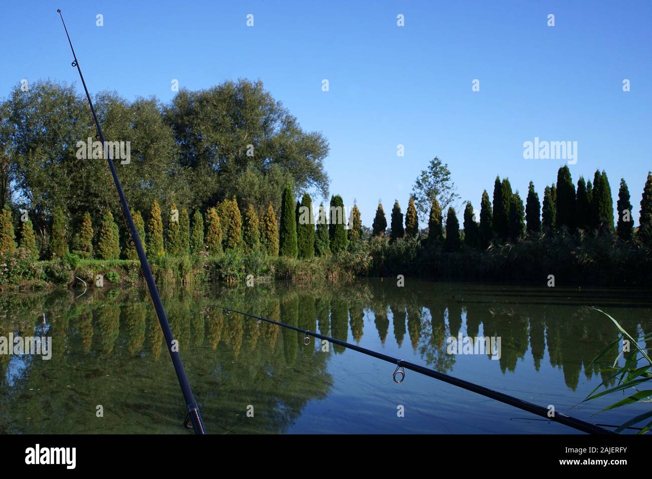 Fishing rod plant hi-res stock photography and images - Alamy