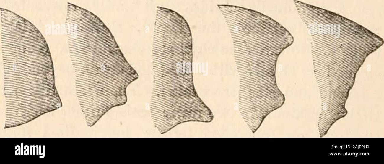 Hardwicke's science-gossip : an illustrated medium of interchange and ...