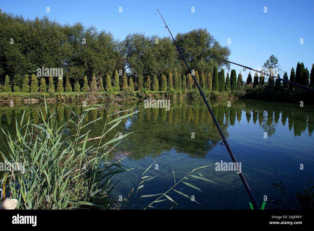 fishing on the pond in summer - rods and water Stock Photo - Alamy