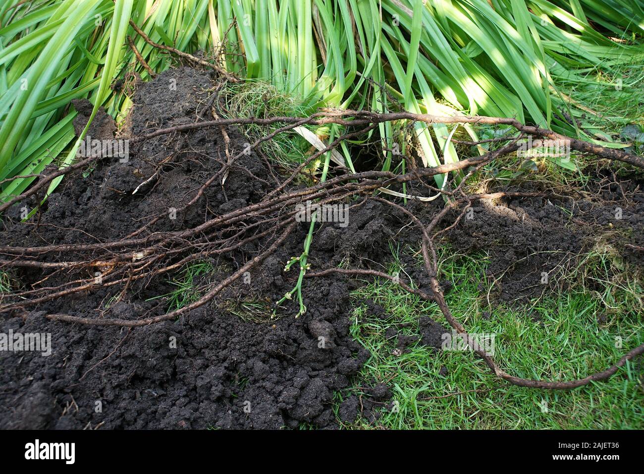 Removal roots hi-res stock photography and images - Alamy