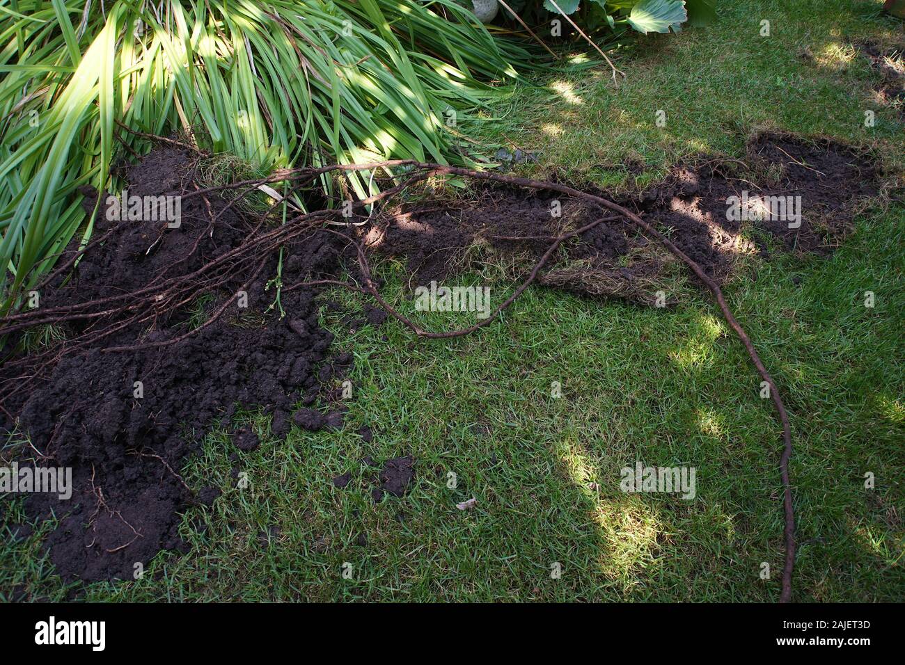 plucking the roots from the lawn Stock Photo - Alamy
